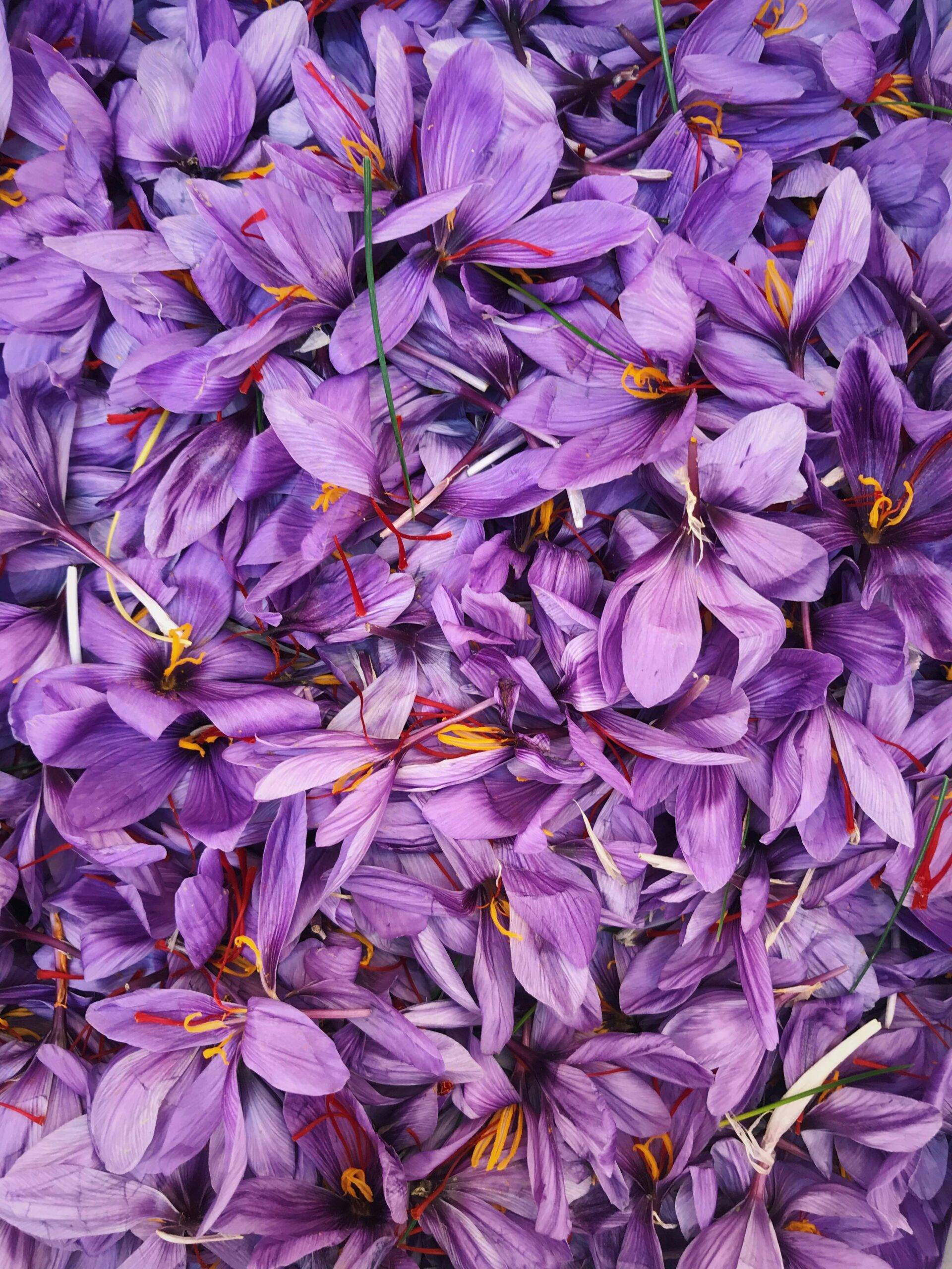 Elixir Product Page | Zarafron: Premium Saffron and Saffron-Rich Wellness